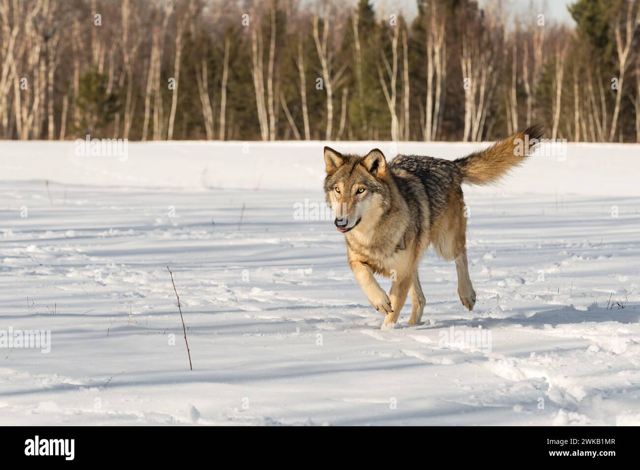 Grey Wolf (Canis lupus) Runs Left in Field Tongue Tip Out Winter ...