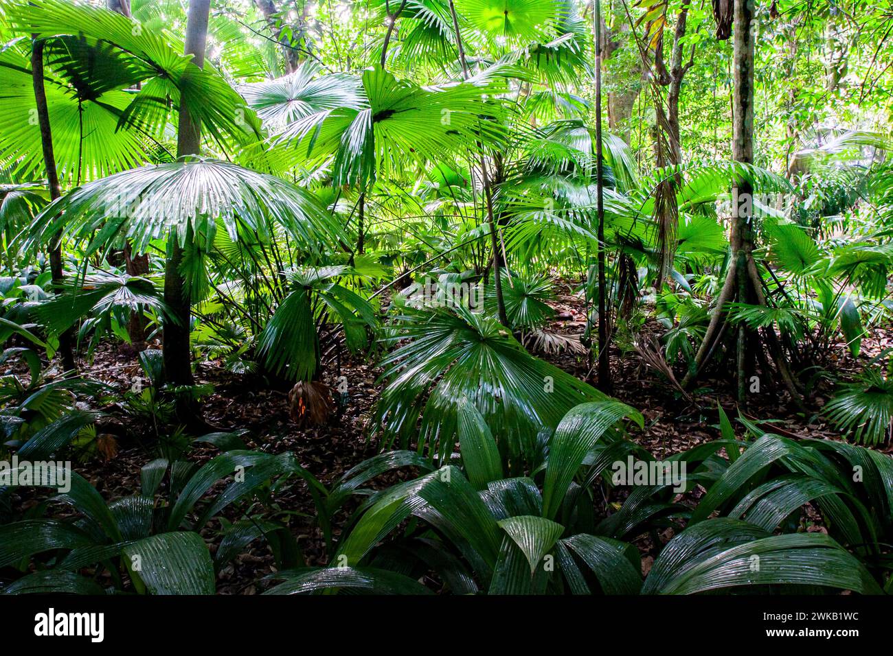 High Biodiversity Of Plant Species Preserved Amazon Rainforest Near