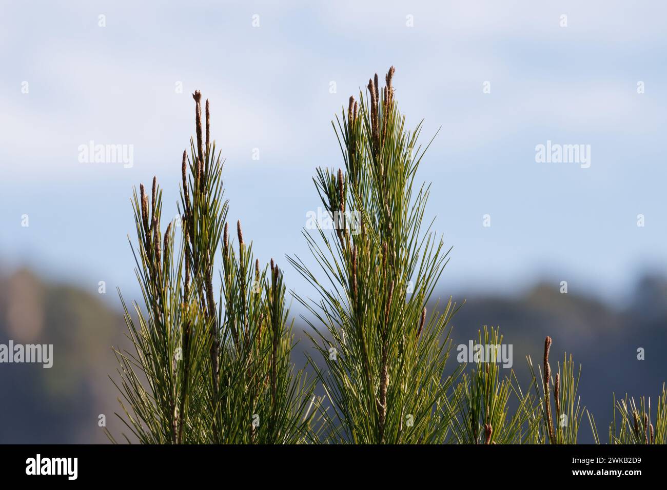 Pine crown with spring buds in winter produced by the high temperatures ...