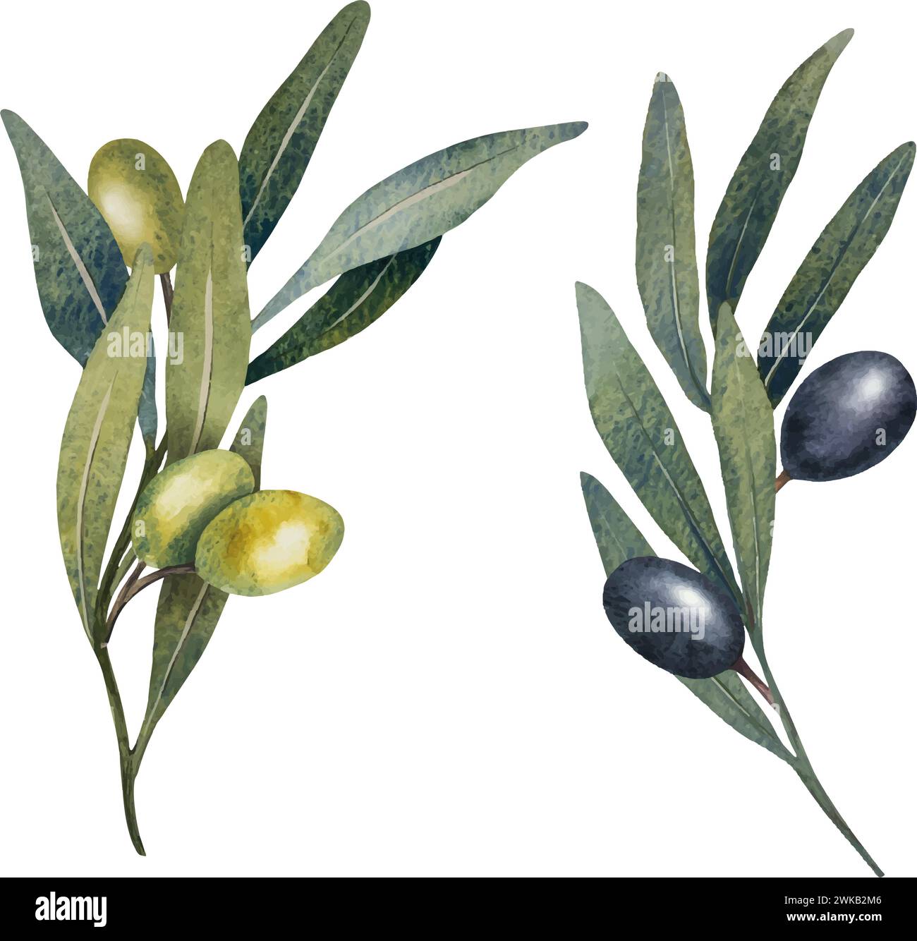 Vector olive tree leaves, branch, watercolor green and black olives ...
