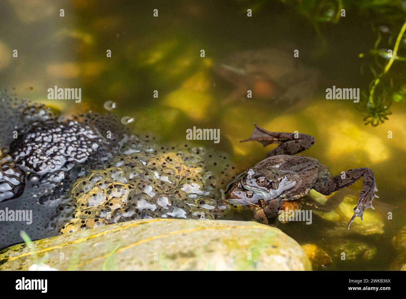 Frogs and frogspawn in pond Stock Photo - Alamy