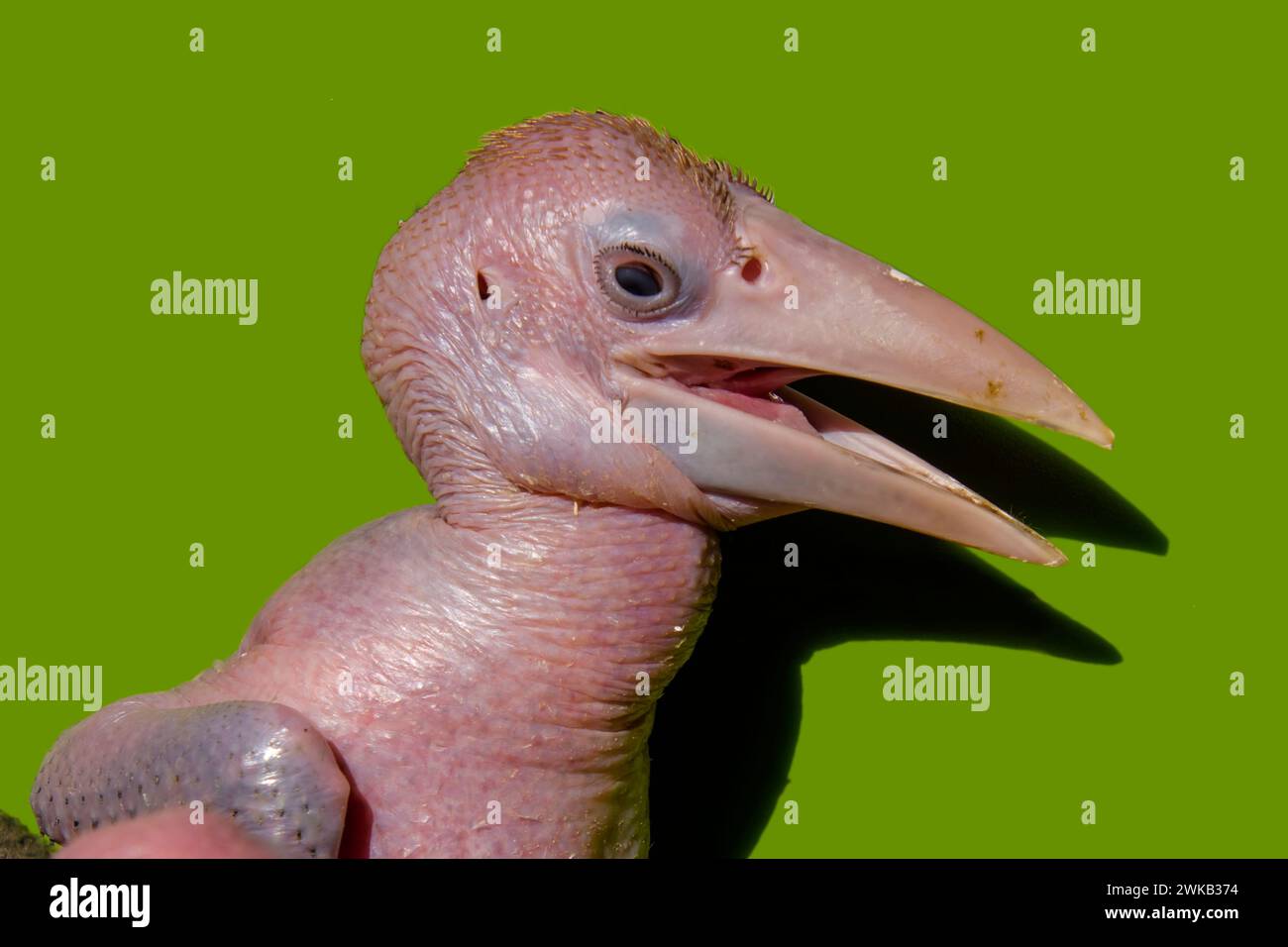 Papuan hornbill chicks, its scientific namem is Rhyticeros plicatus ...