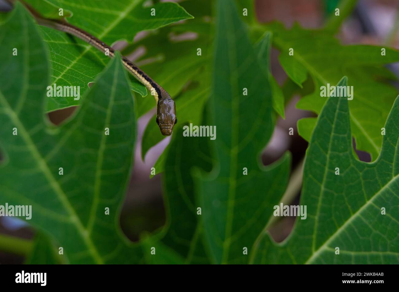 Common vine snakes hi-res stock photography and images - Alamy