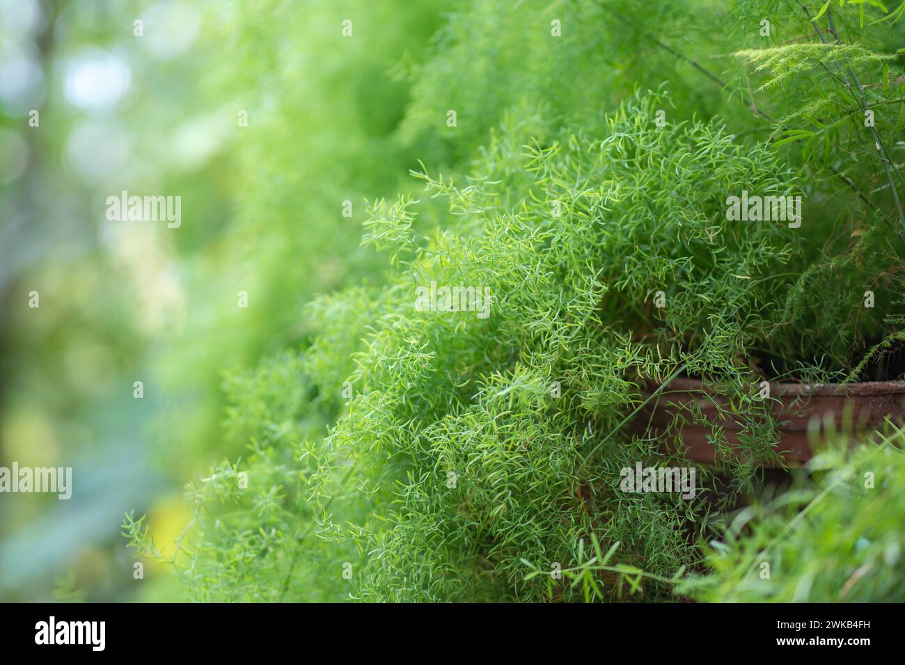 Foxtail asparagus fern plants in pot at home close up Stock Photo - Alamy