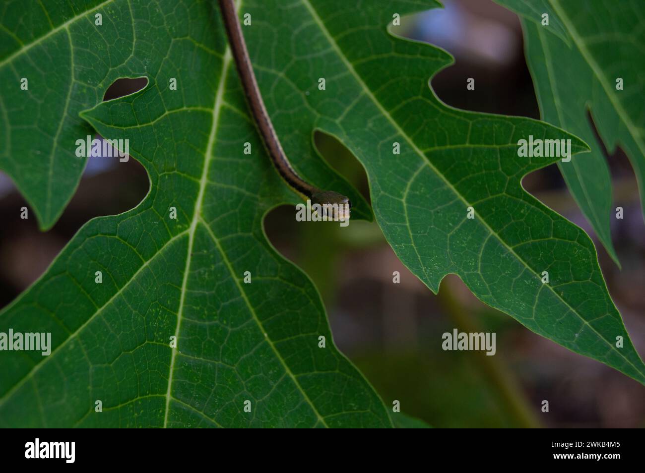 Common vine snakes hi-res stock photography and images - Alamy