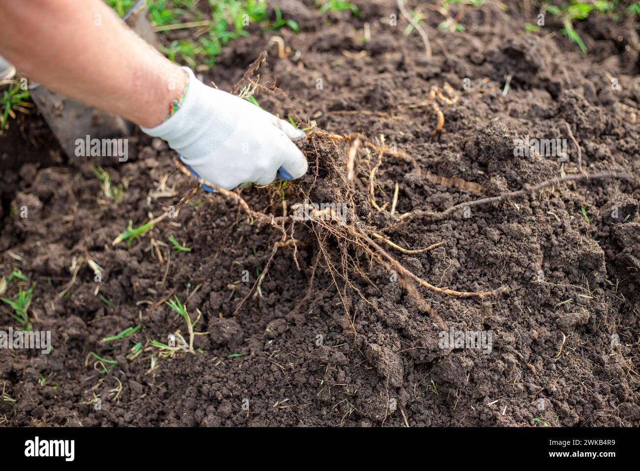 The gardener picks out the long roots of weeds from the dug up soil ...