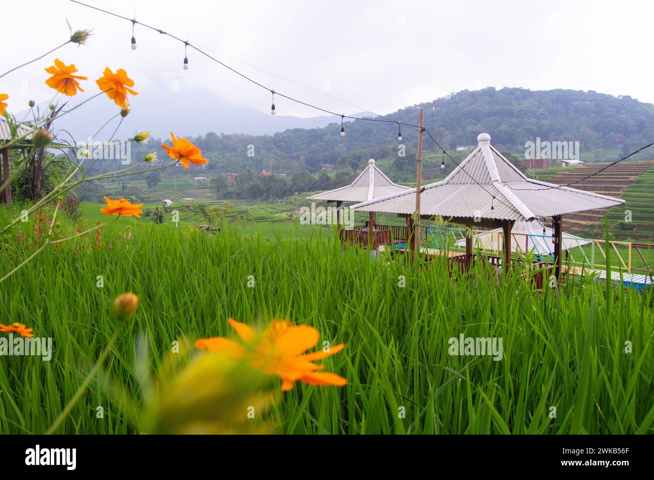 view of rice fields with gazebo building. rice that grows green and ...