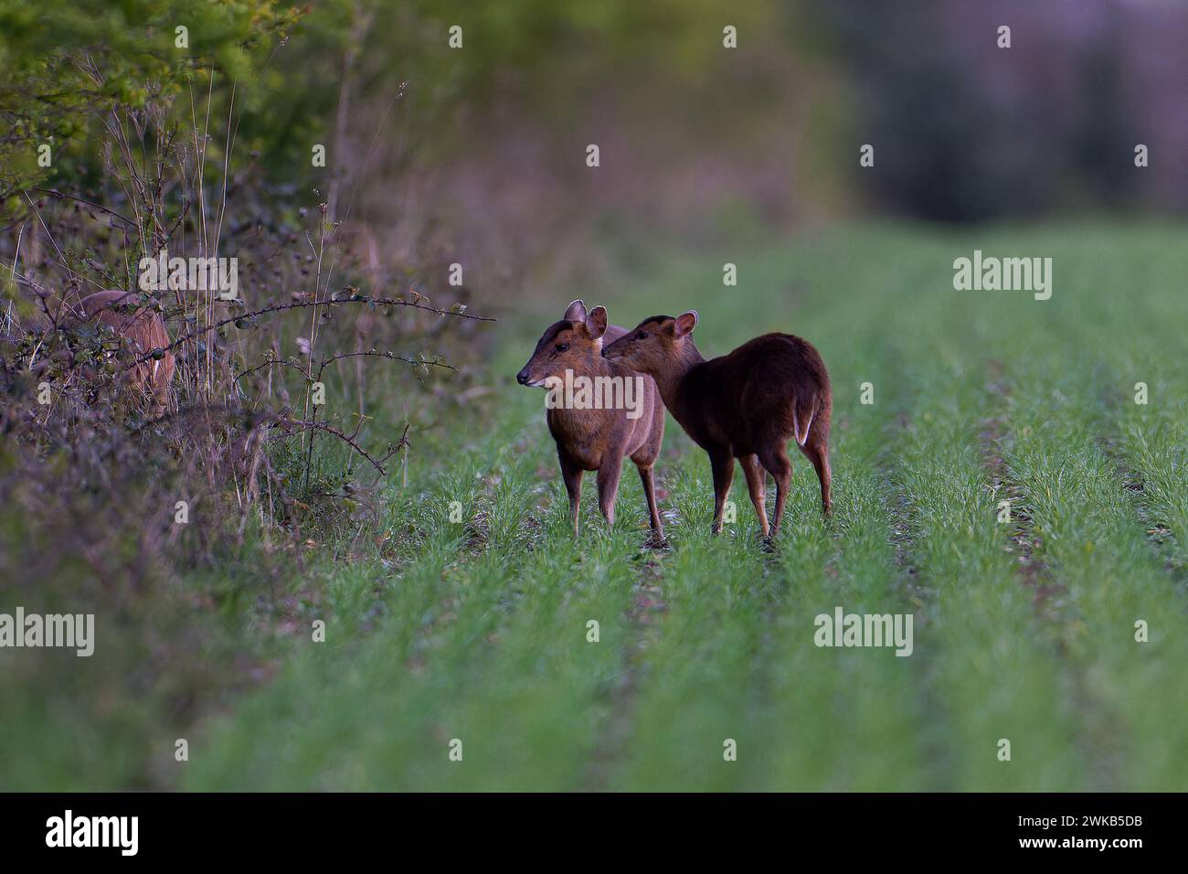 Fawn Reeves’ Muntjac, also known as barking deer and Mastreani deer ...