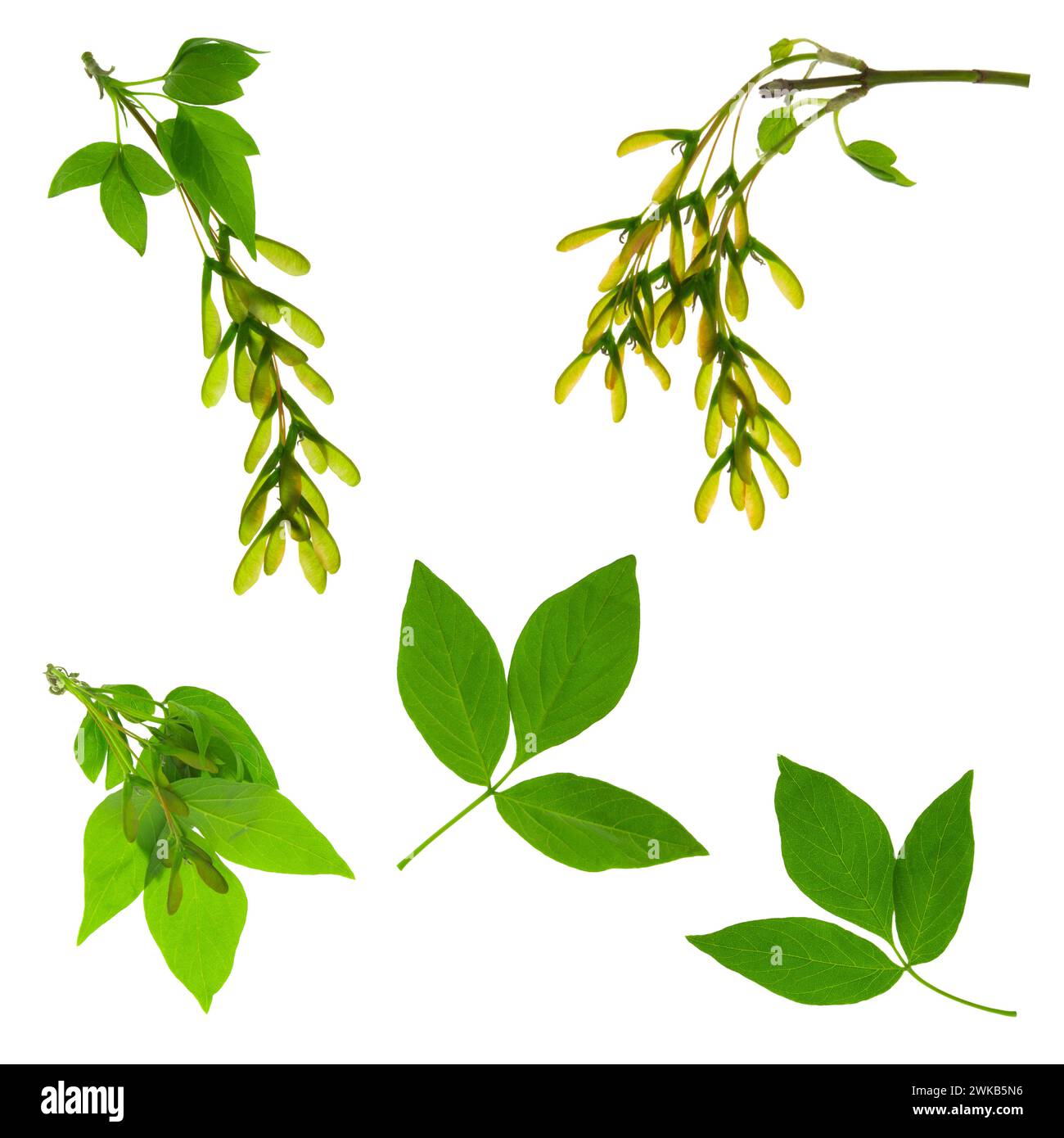 Branch maple wings isolated on a white background without a shadow ...