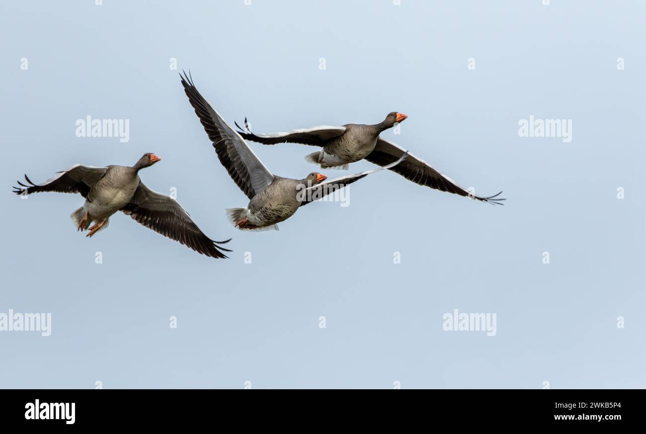Three geese in migration, flying against a blue sky backdropy Stock ...