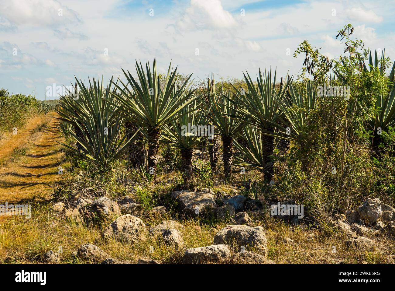 Agave field hi-res stock photography and images - Alamy