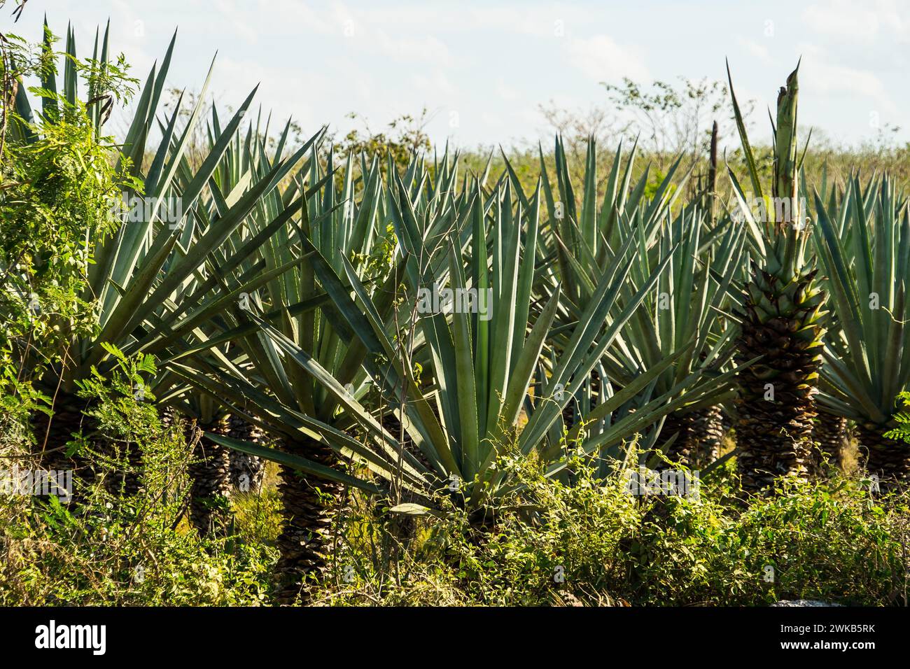 Yucatan, Mexico agave field Stock Photo - Alamy