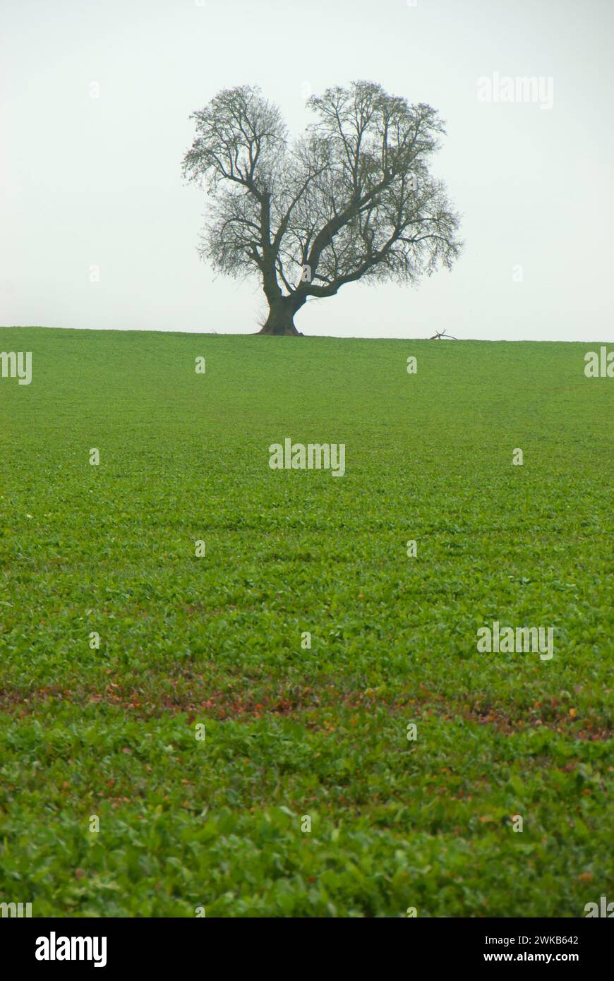Oak tree farm hi-res stock photography and images - Alamy