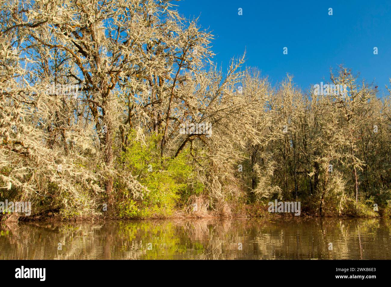 Coyote Creek, Fern Ridge Wildlife Area, Oregon Stock Photo - Alamy