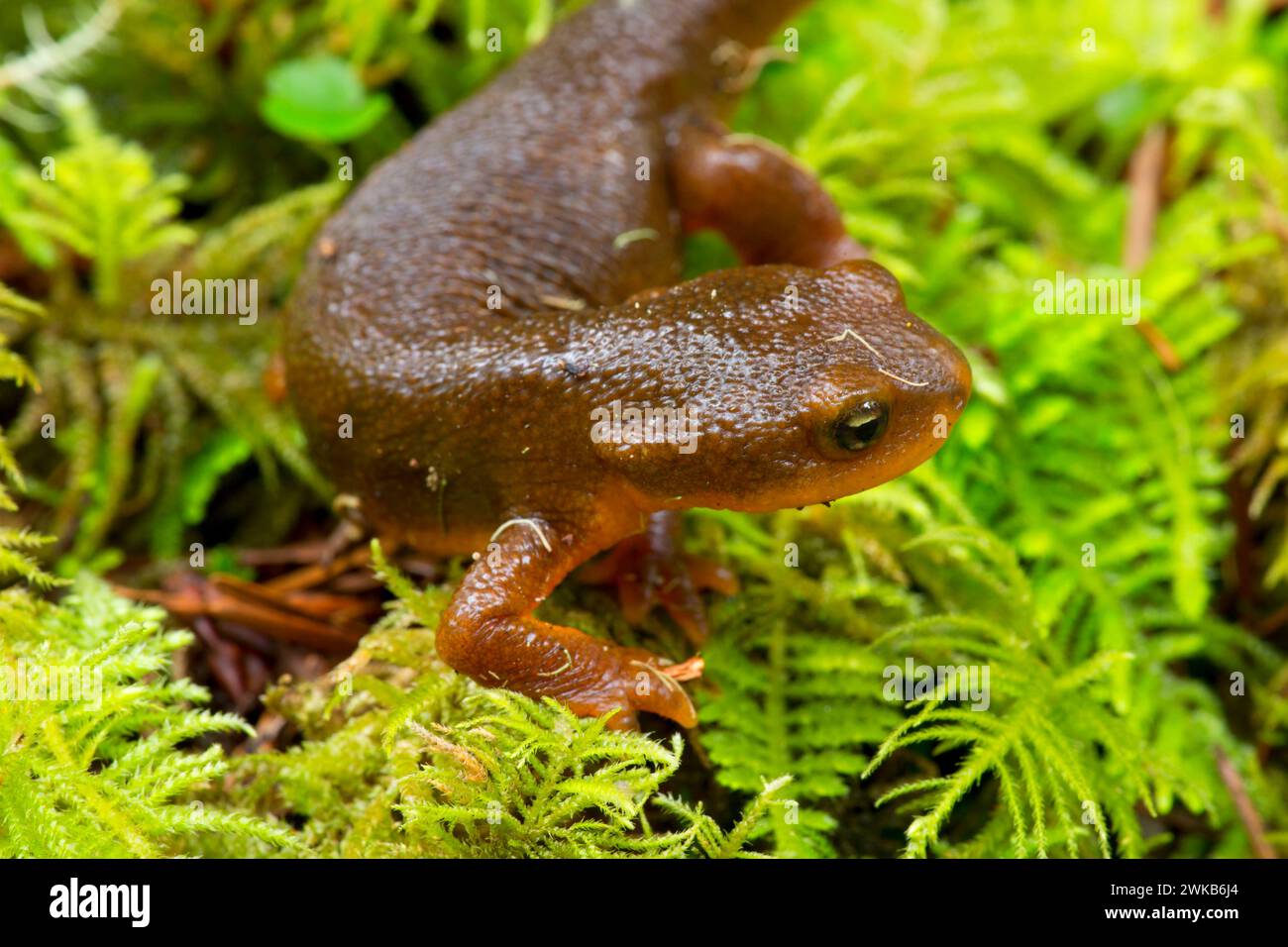 Rough skinned newt hi-res stock photography and images - Alamy