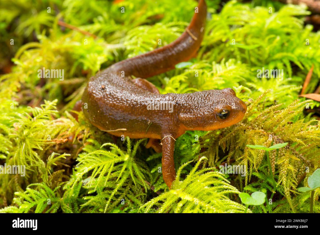 Rough skinned newt hi-res stock photography and images - Alamy
