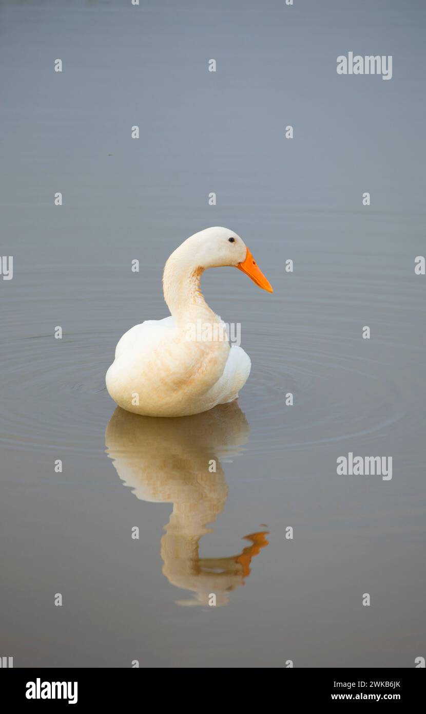Duck, Benton County, Oregon Stock Photo - Alamy