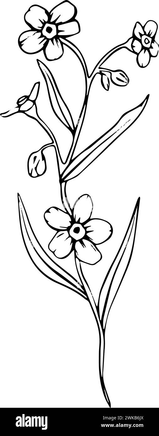 forget me not flowers. Set of vector botanical line art. Hand drawn ...