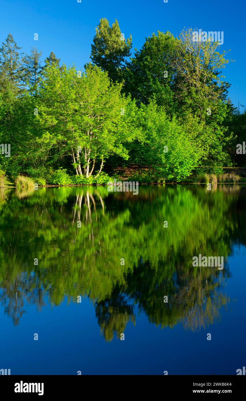 Lyons woods hi-res stock photography and images - Alamy