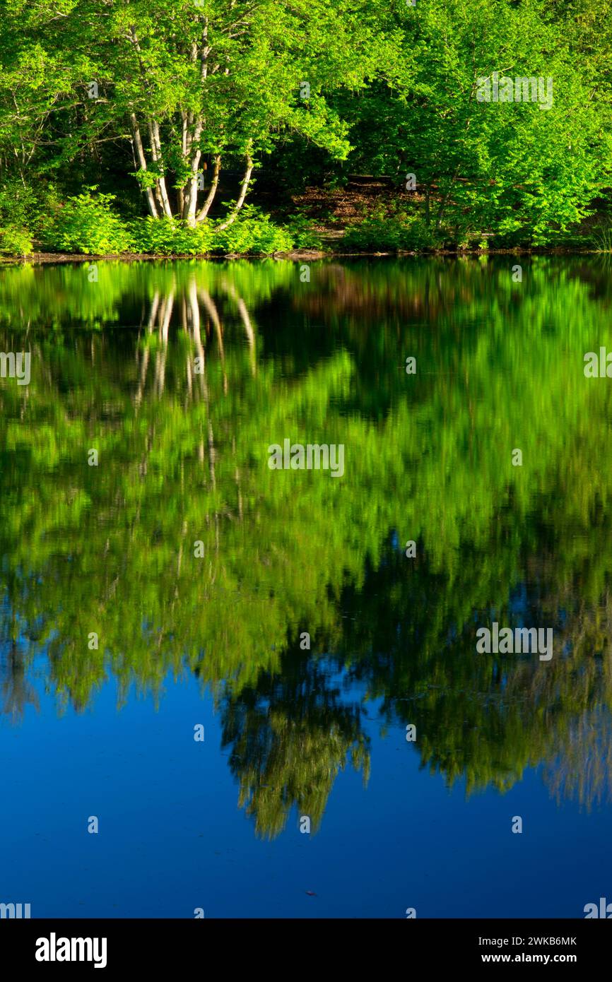 Lyons woods hi-res stock photography and images - Alamy