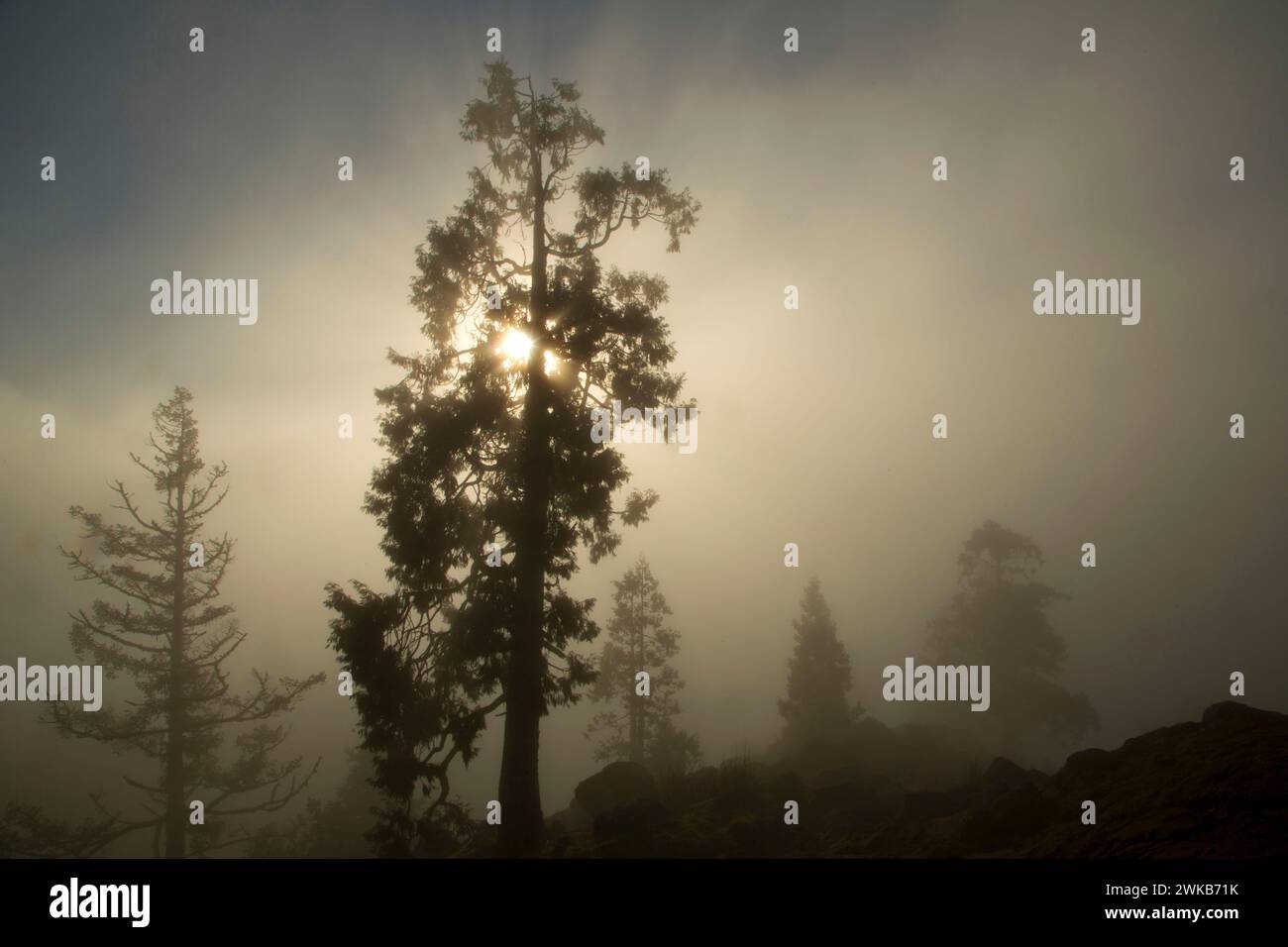 Cedar in fog on Spencer Butte Summit Main Trail, Spencer Butte Park ...