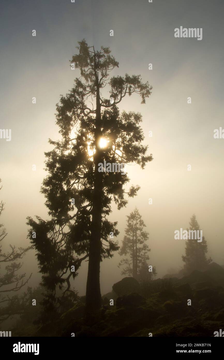 Western red cedar on Spencer Butte Summit Main Trail, Spencer Butte ...