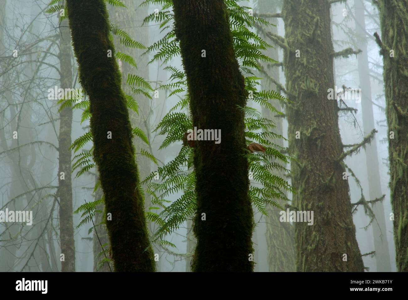 Forest in fog on Spencer Butte Summit Main Trail, Spencer Butte Park ...