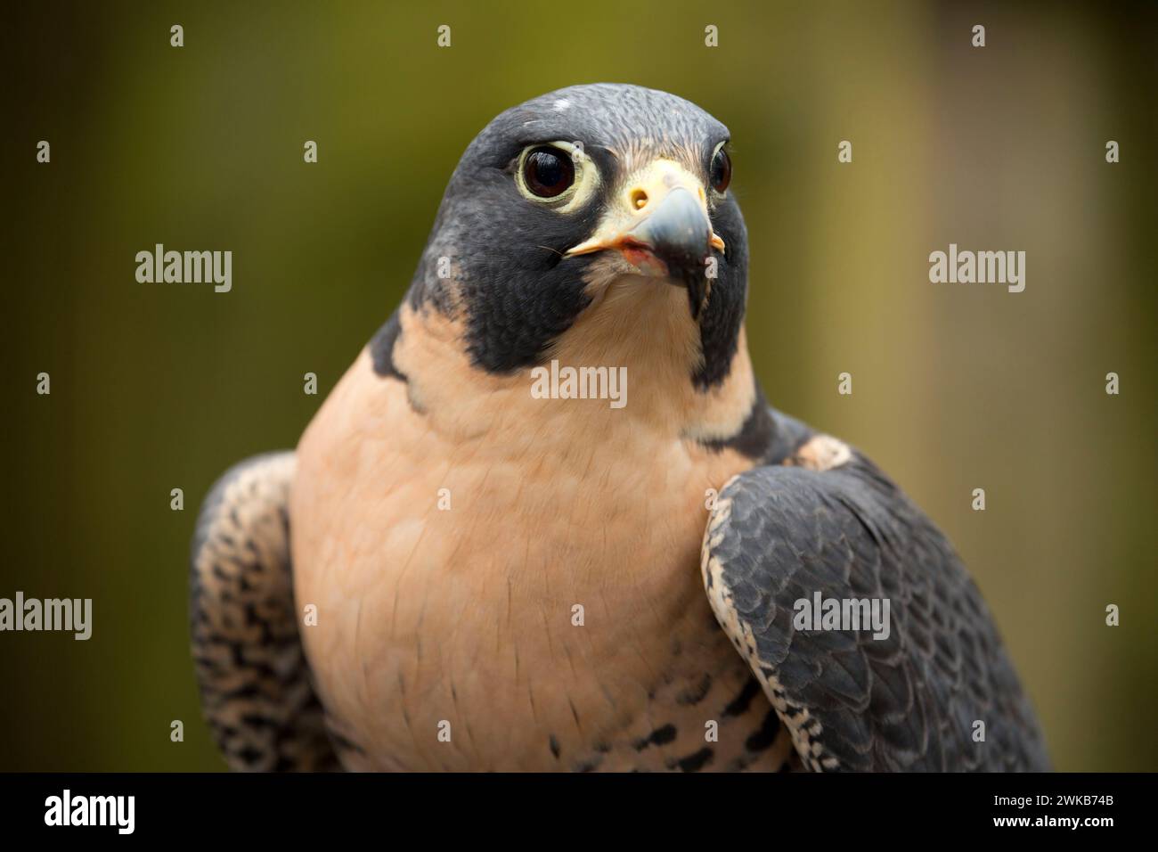 Peregrine falcon (Falco peregrinus), Cascades Raptor Center, Eugene ...