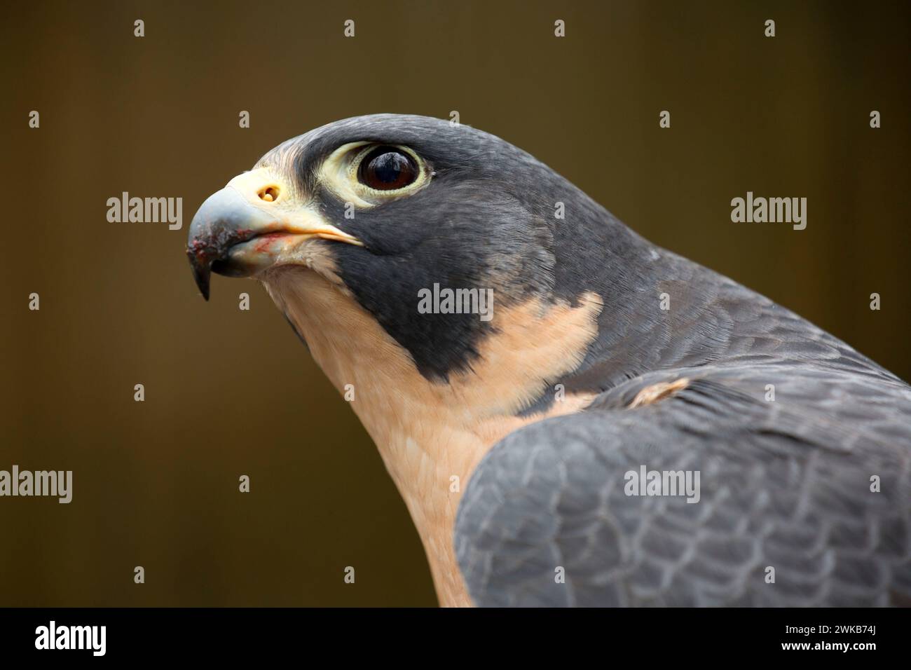 Peregrine falcon (Falco peregrinus), Cascades Raptor Center, Eugene ...