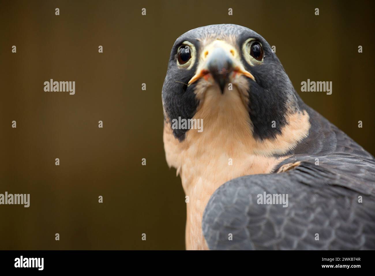 Falcon valley hi-res stock photography and images - Alamy
