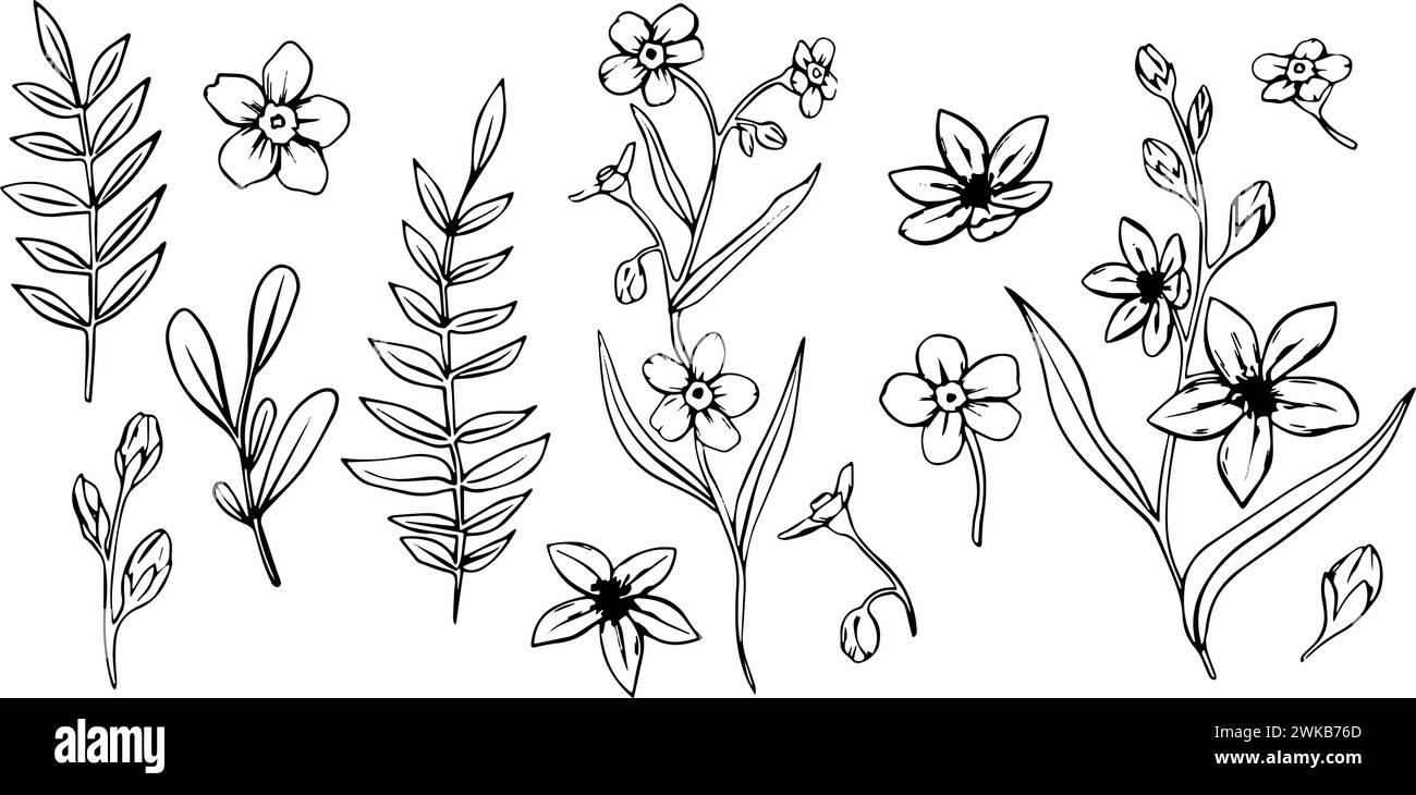 forget me not flowers. Set of vector botanical line art. Hand drawn ...