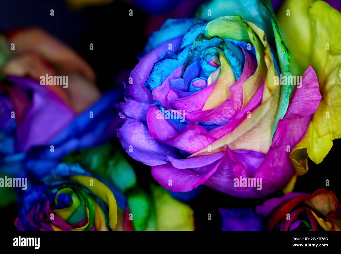 Close up of Rainbow Colored Dyed Roses Stock Photo - Alamy