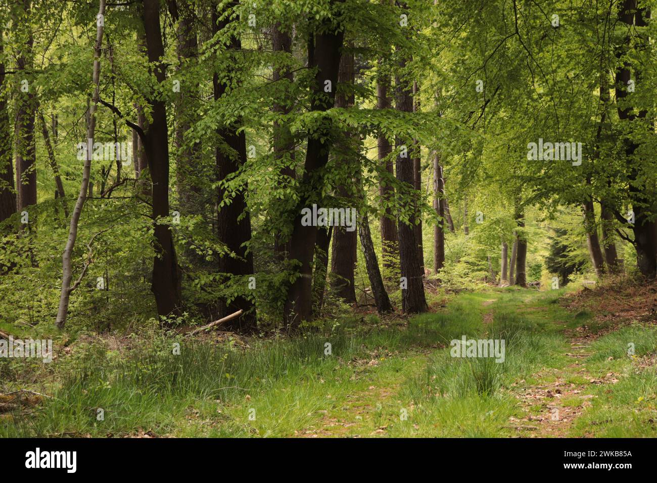 Bäume im Wald Stock Photo - Alamy