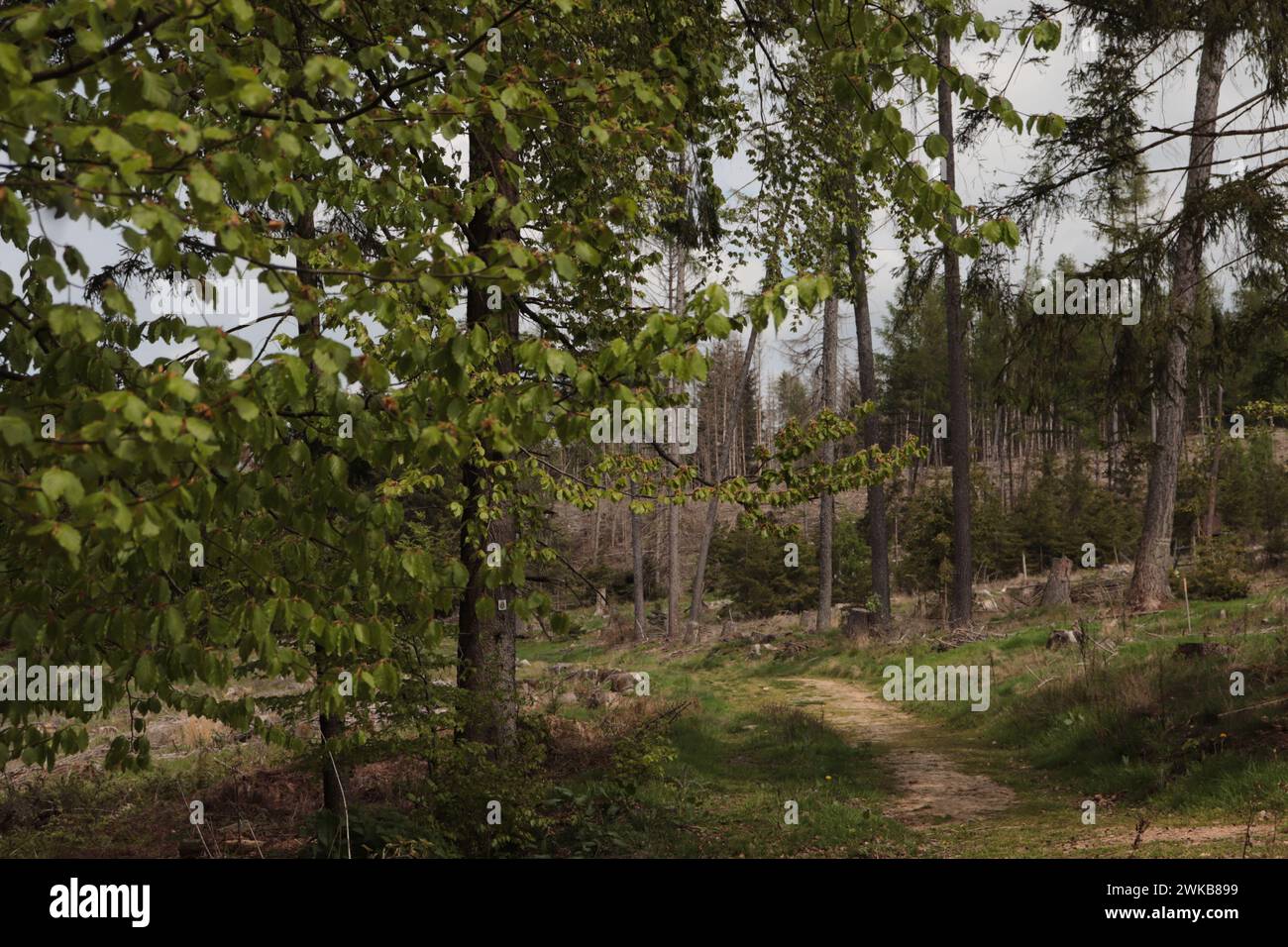 Waldzeit hi-res stock photography and images - Alamy