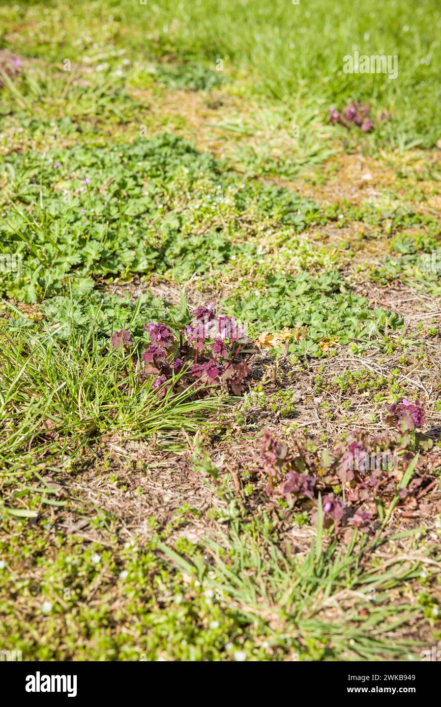 Close up of weeds in a lawn in a UK garden, with purple deadnettle ...