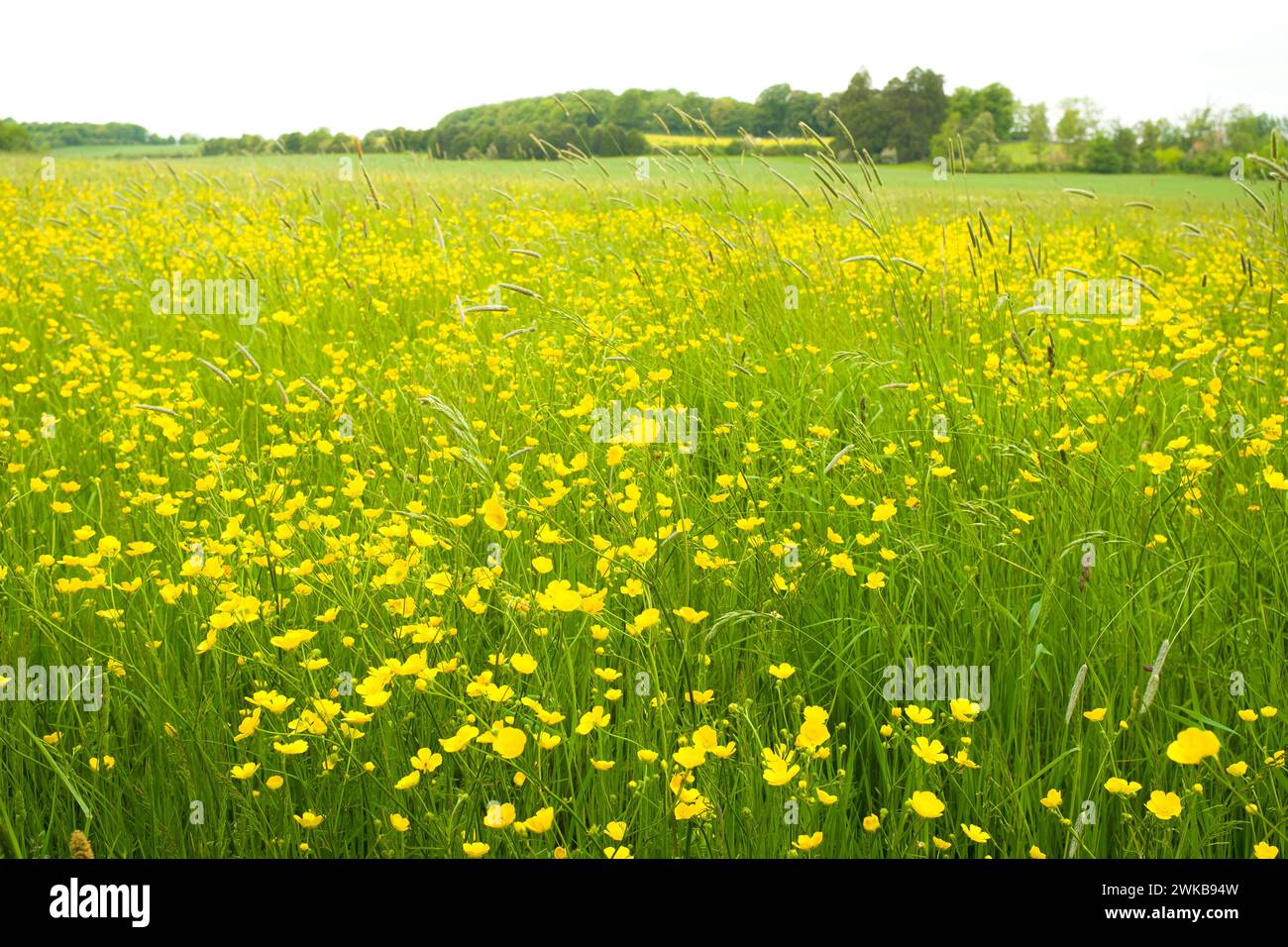 Meadow buttercups (Ranunculus acris) wild flowers growing in a field in ...