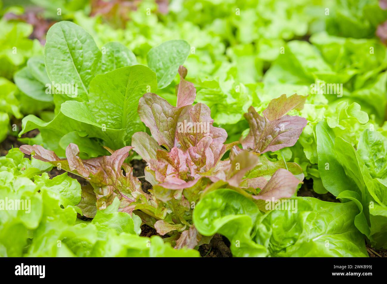 Rows of mixed young lettuce plants growing in an English garden, UK ...