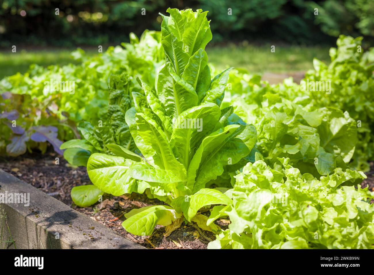 Bolted lettuce plant growing in a raised vegetable bed in a UK garden ...