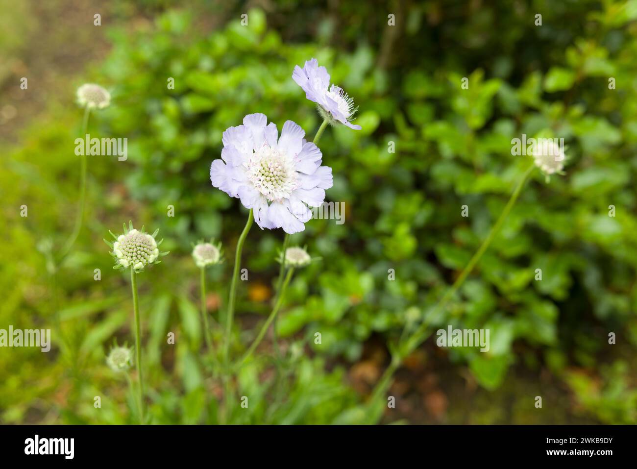 Scabiosa caucasica Clive Greaves. Perennial Caucasian scabious flowers ...
