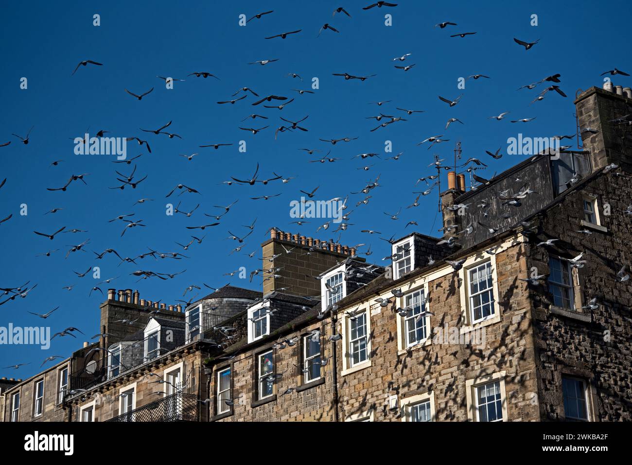 Pigeons coming in to roost hi-res stock photography and images - Alamy