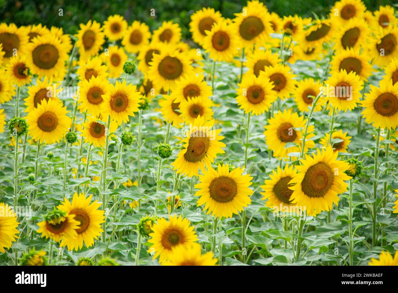 Field of Sunflowers standing tall and proud. Close up shots of ...