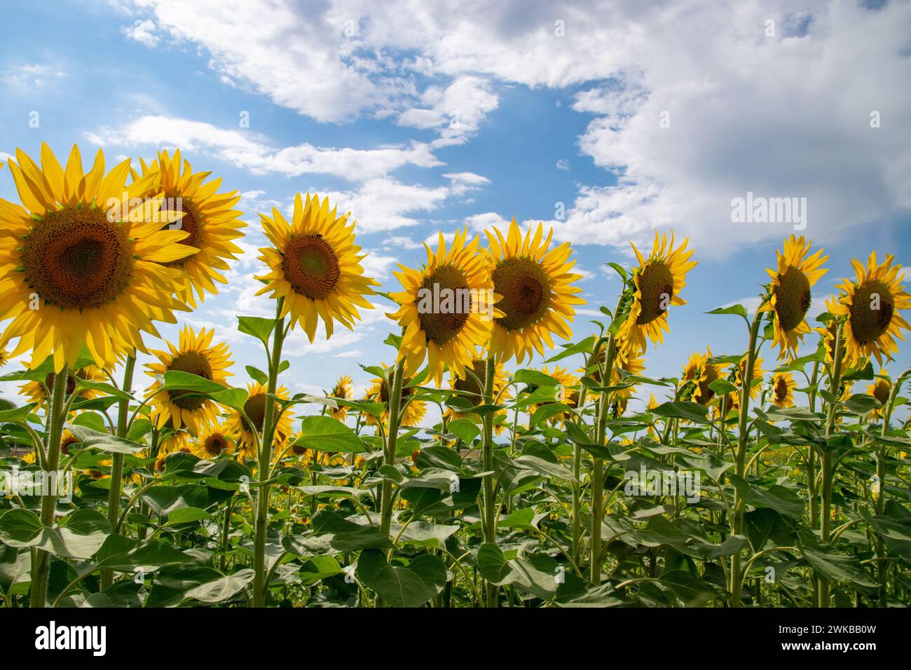 Field of Sunflowers standing tall and proud. Close up shots of ...