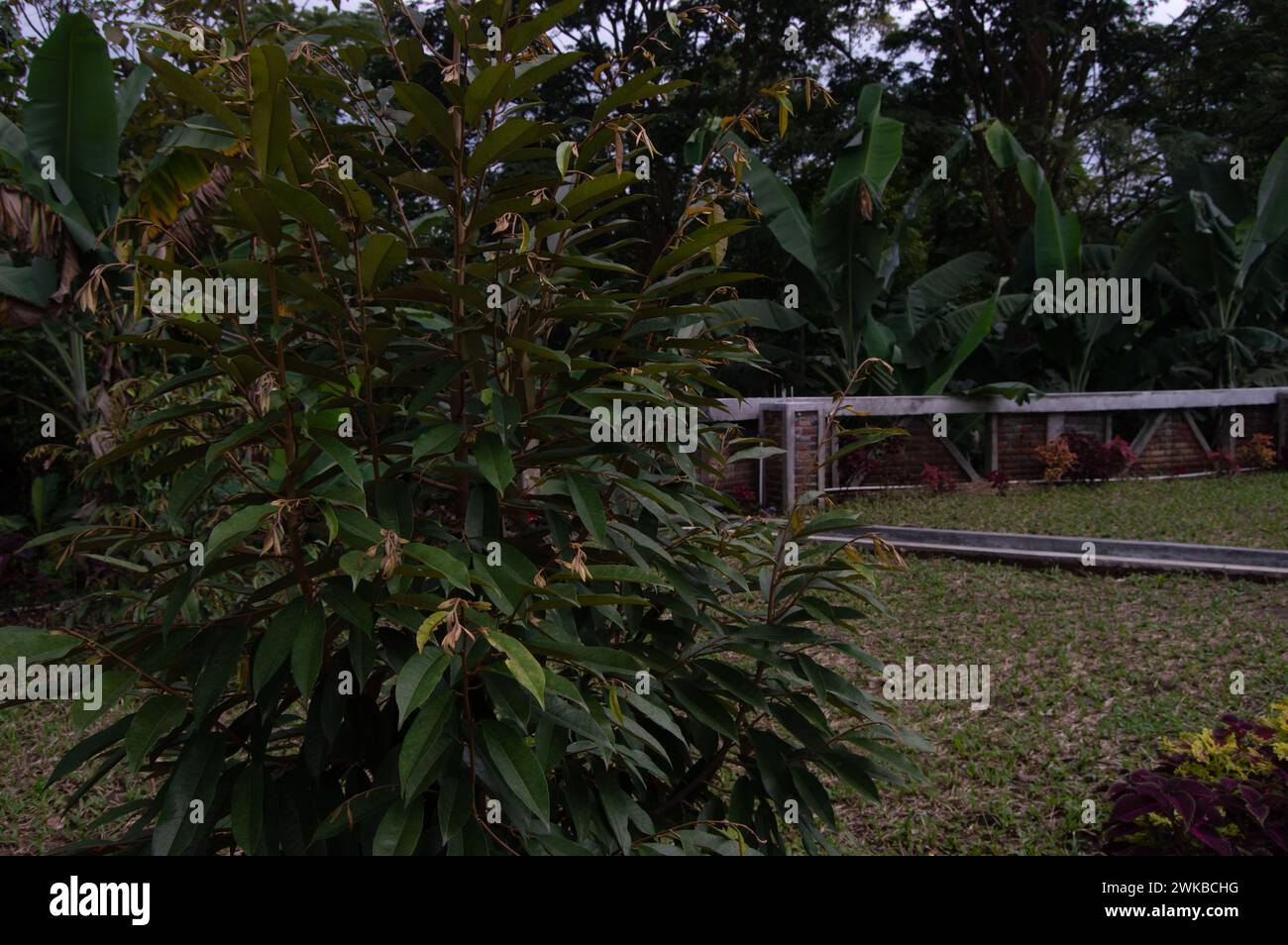 garden view with medium sized durian trees. Durian is the name of a ...
