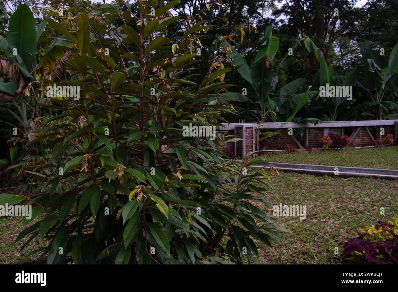 Durian tree hi-res stock photography and images - Alamy