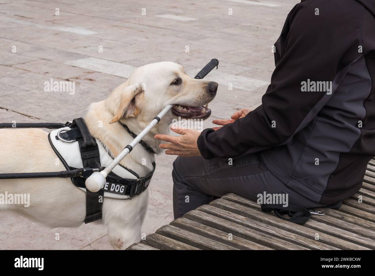 Female instructor training a young dog for a guide dog, blind people ...