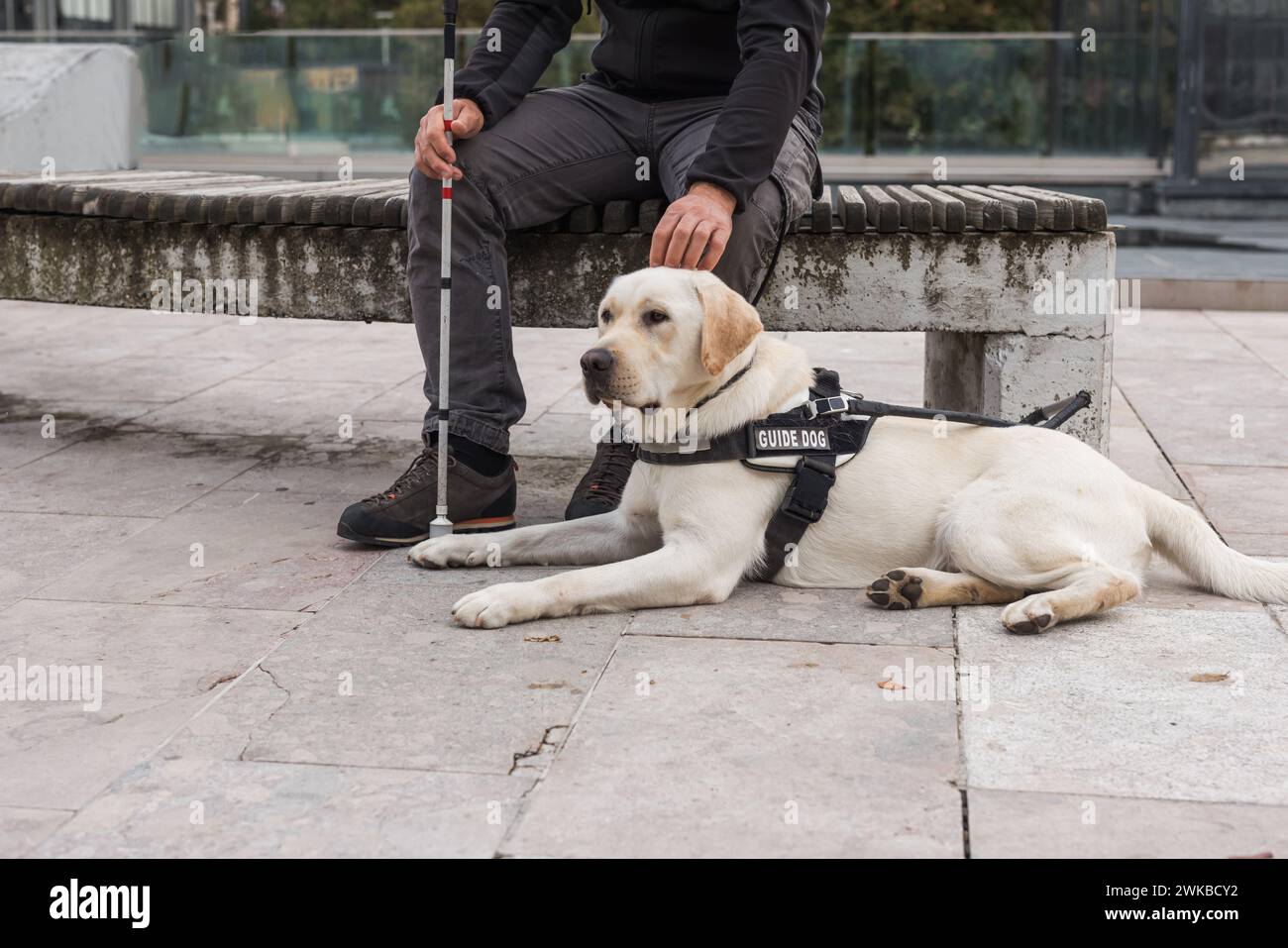 Blind man with dog hi-res stock photography and images - Alamy