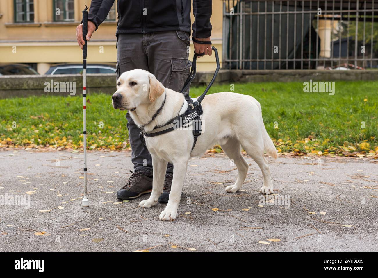 Guide dog helping a visually impaired man to cross the street at the ...