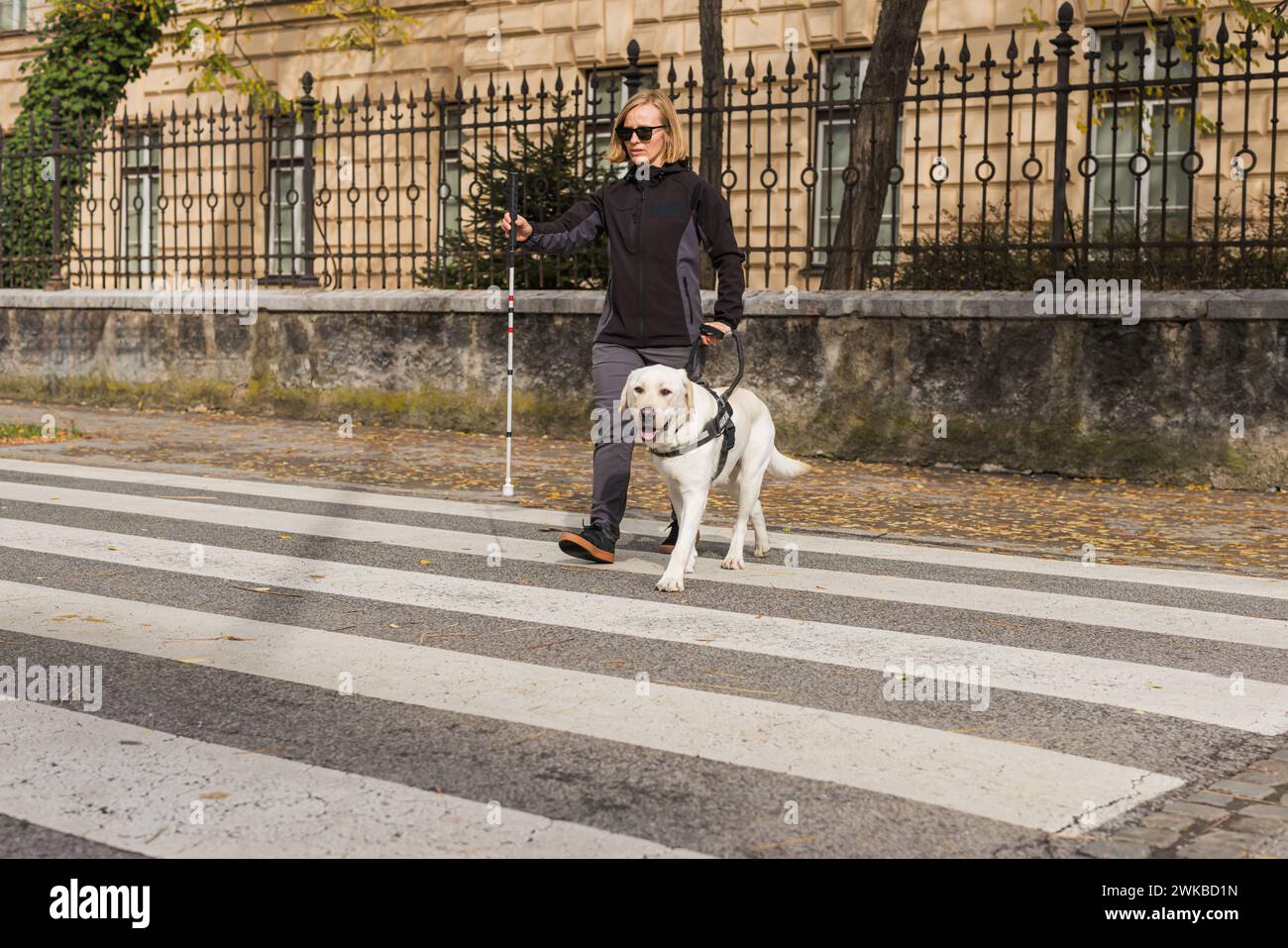 Guide dog helping a visually impaired woman to cross the street at the ...