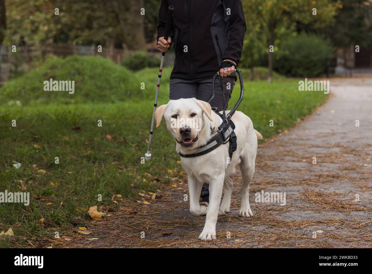 Visually impaired woman walking along city park with a guide dog ...