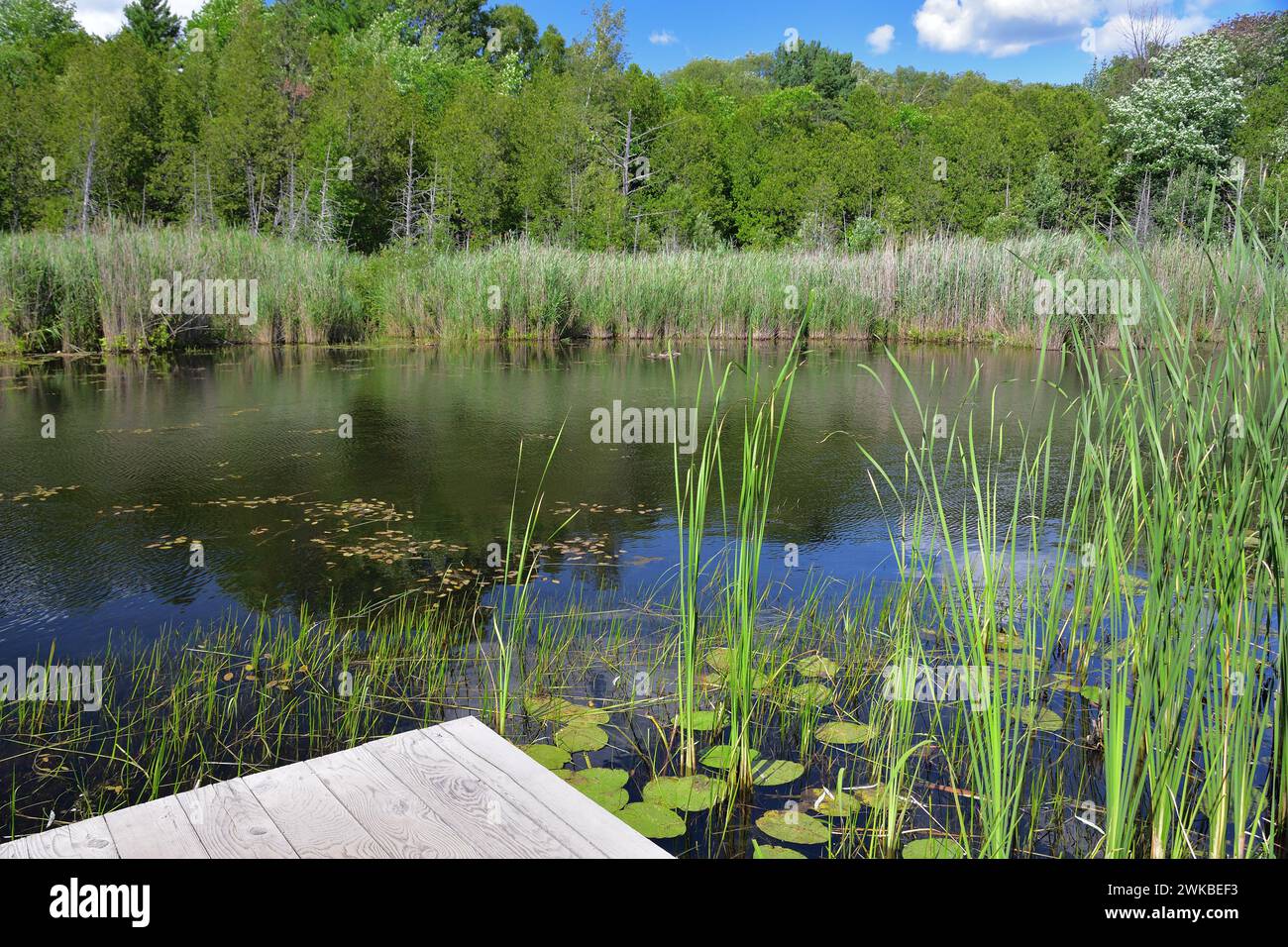 Beautiful summer day pond hi-res stock photography and images - Alamy